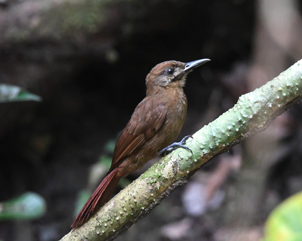 Media Search - Macaulay Library and eBird