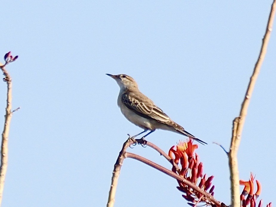 Media Search - Macaulay Library and eBird