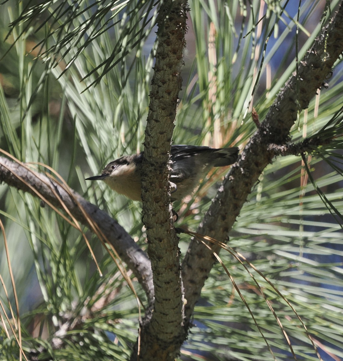 Media Search - Macaulay Library and eBird