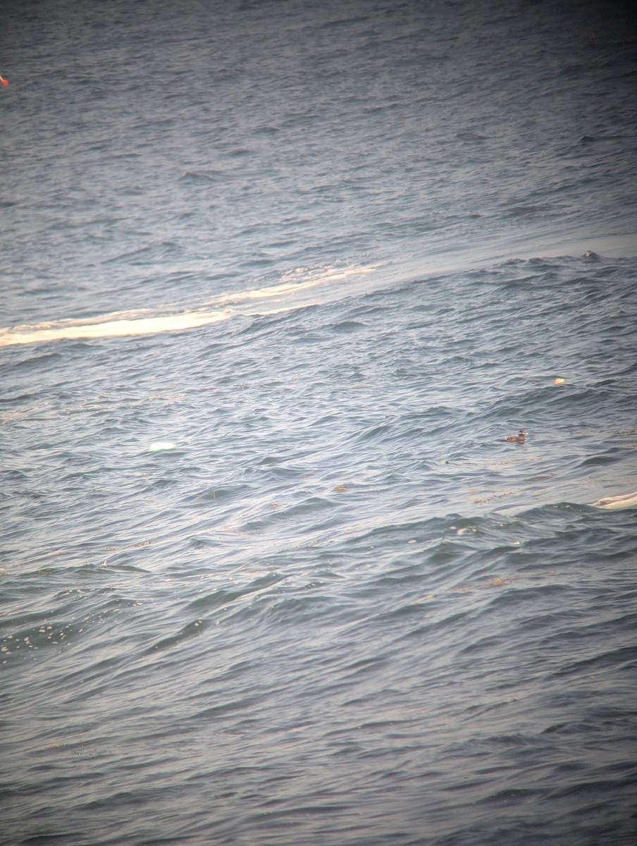 eBird Checklist - 10 Aug 2025 - Stratton Island - 43 species