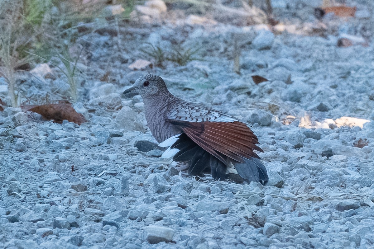 eBird Checklist - 10 Aug 2025 - Yuchi WMA - 17 species