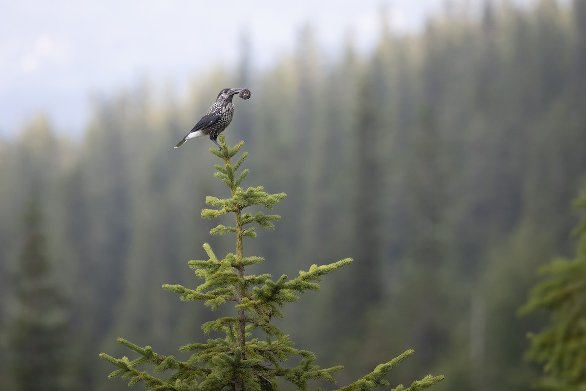 ML640140386 - Northern Nutcracker - Macaulay Library