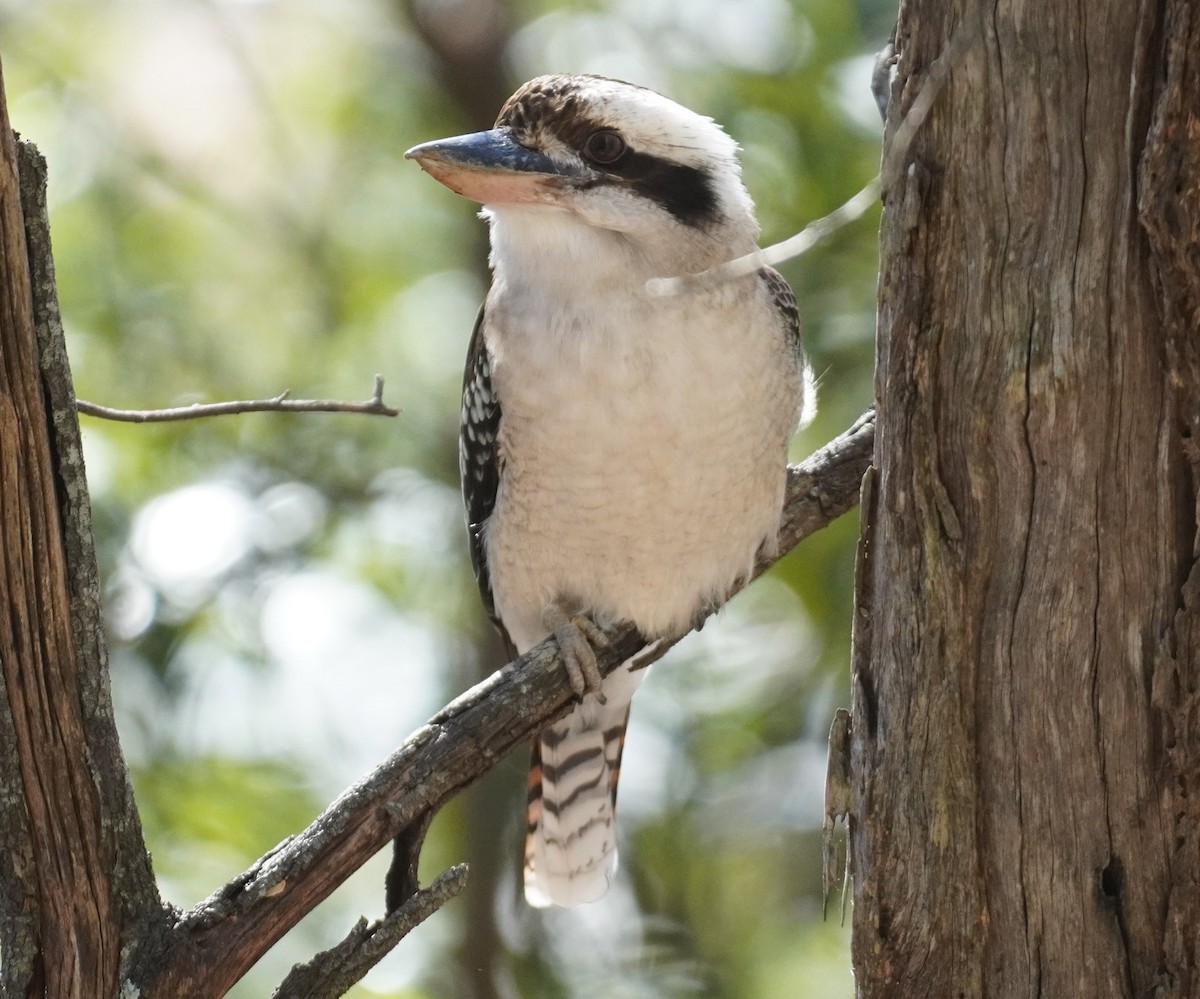 eBird Checklist - 28 Jul 2025 - Mt Gravatt Summit Trail - 7 species