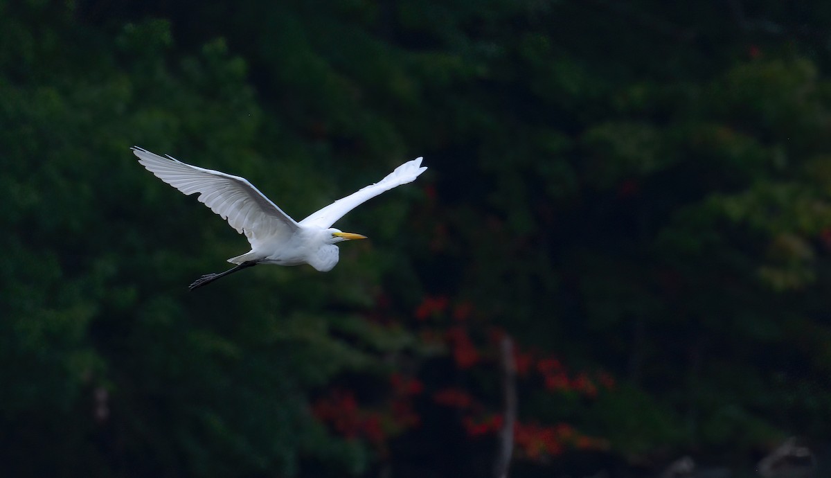eBird Checklist - 11 Aug 2025 - William H. Kain County Park--Lake ...