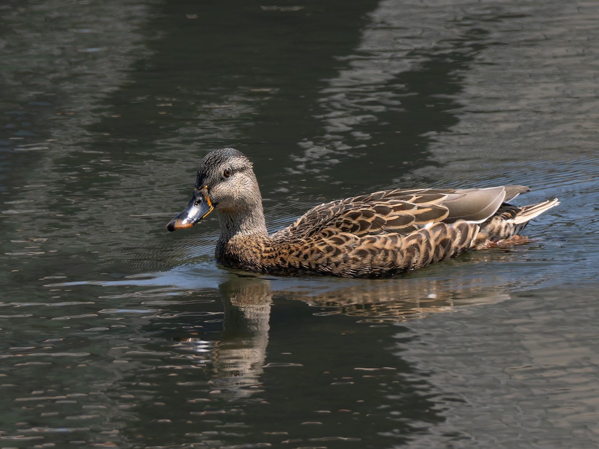 eBird Checklist - 10 Aug 2025 - Playa del Rey/Ballona area - 41 species ...