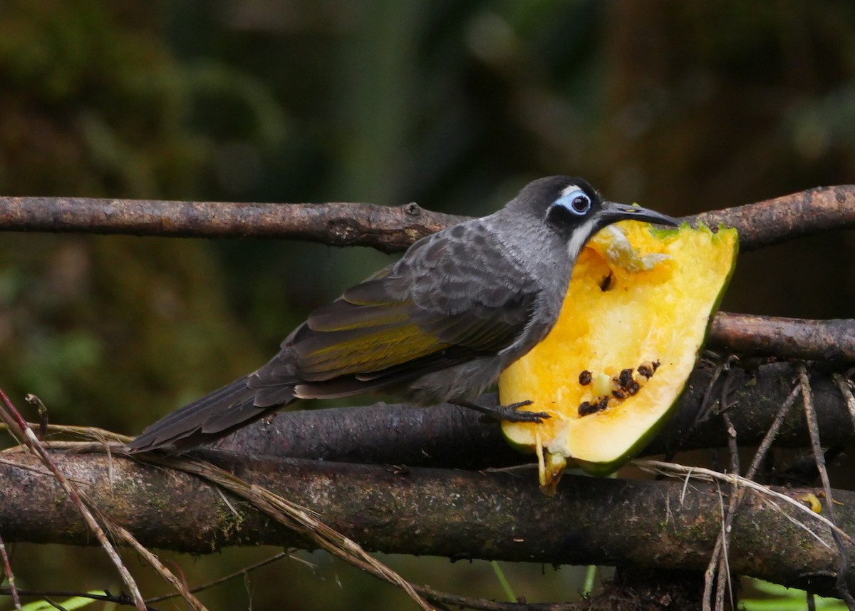 eBird Checklist - 25 Jul 2025 - Kumul Lodge - 13 species