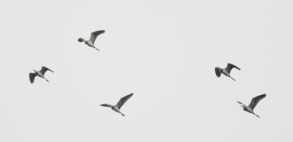 eBird Checklist - 8 Aug 2025 - Home, Kitty Hawk Bay Dr., Colington ...