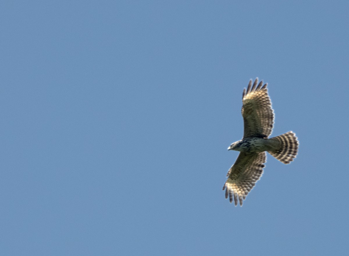 eBird Checklist - 11 Aug 2025 - Loxahatchee NWR - 20 species