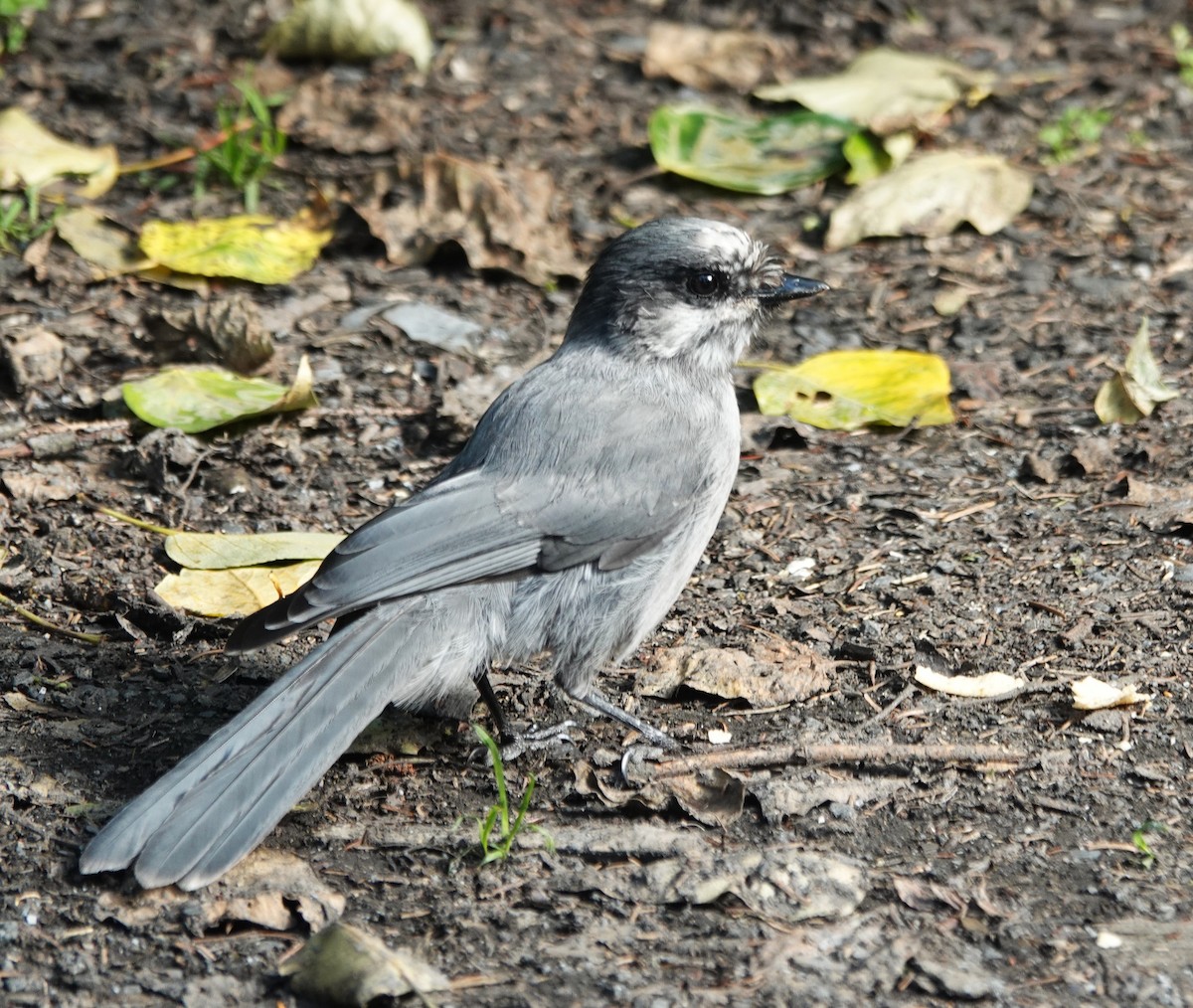 eBird Checklist - 11 Aug 2025 - Wizard Ave - 2 species
