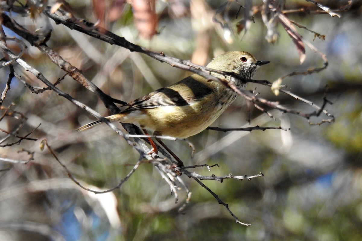 eBird Checklist - 12 Aug 2025 - Red Hill (Restricted access) Tingha ...