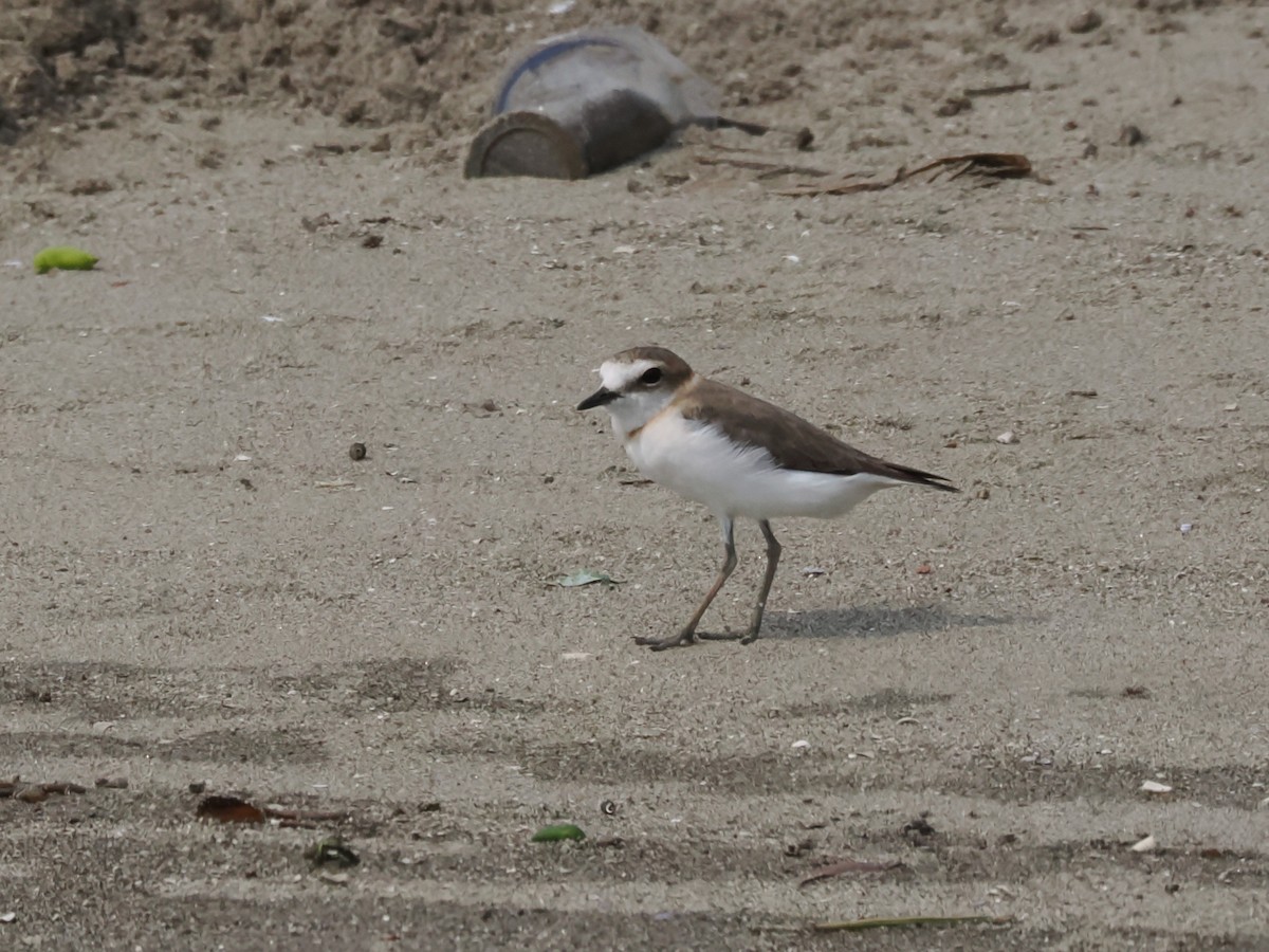 eBird Checklist - 10 Aug 2025 - Muara Angke NR--northern section - 9 ...