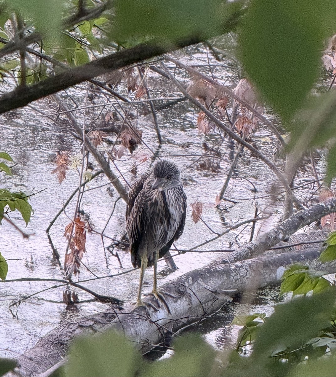 eBird Checklist - 12 Aug 2025 - Gilmore Ponds MetroPark (do not walk ...