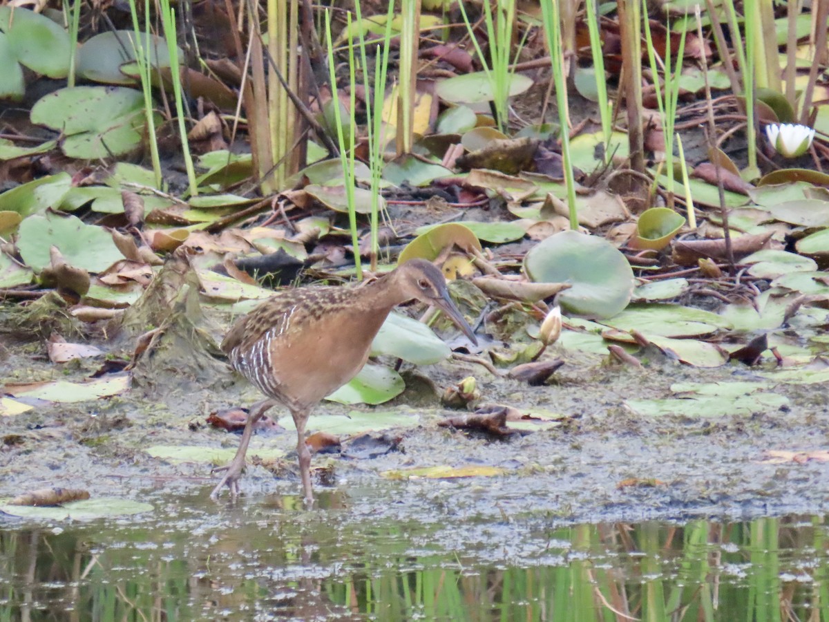 eBird Checklist - 12 Aug 2025 - **Back Bay NWR - 49 species