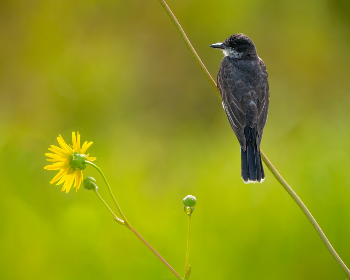 eBird Checklist - 12 Aug 2025 - Springbrook Prairie Forest Preserve ...