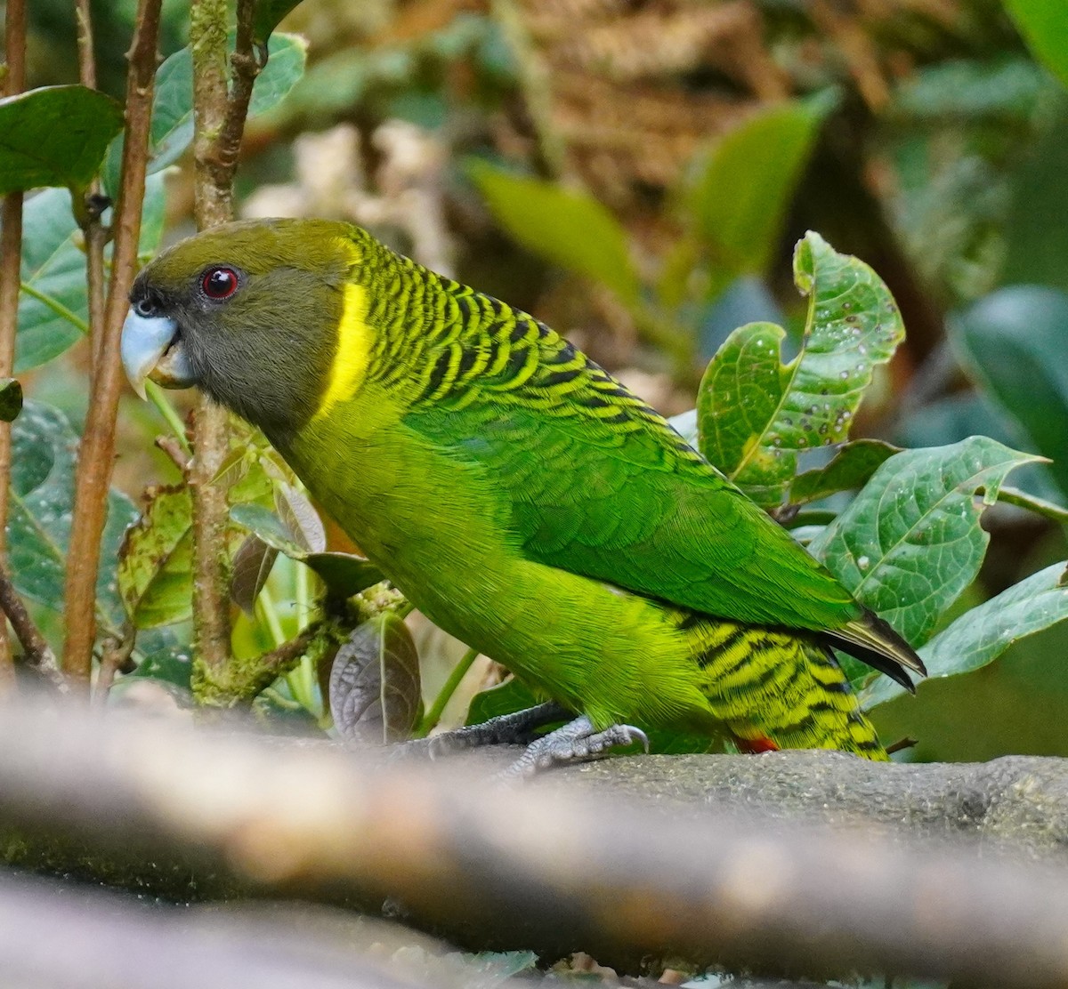 eBird Checklist - 3 Aug 2025 - Kumul Lodge - 13 species
