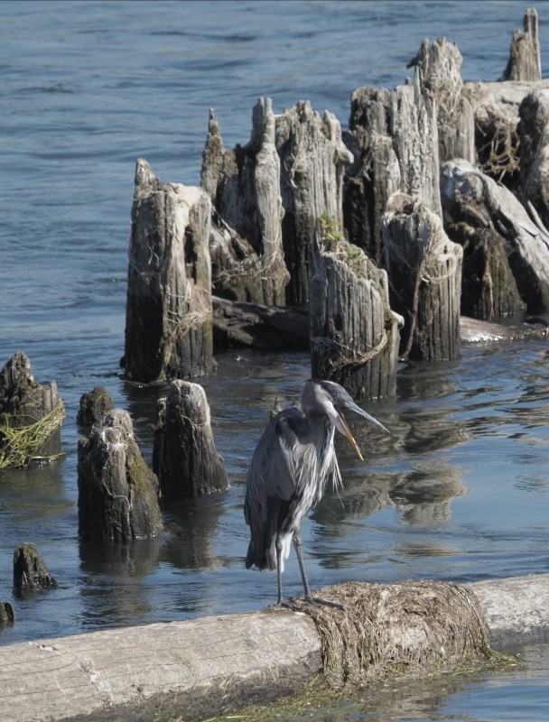 eBird Checklist - 12 Aug 2025 - Broughton Beach - 14 species