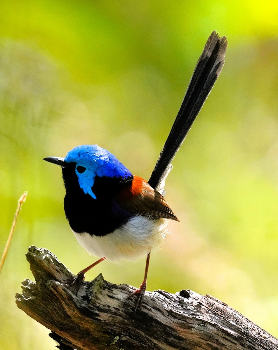 eBird Checklist - 12 Aug 2025 - Lake Samsonvale--Postmans Track - 28 ...