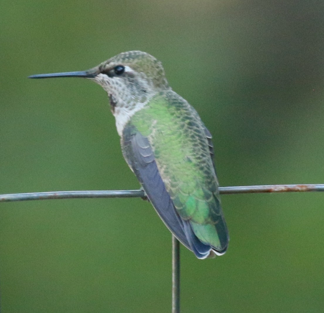 ml640205760-anna-s-hummingbird-macaulay-library