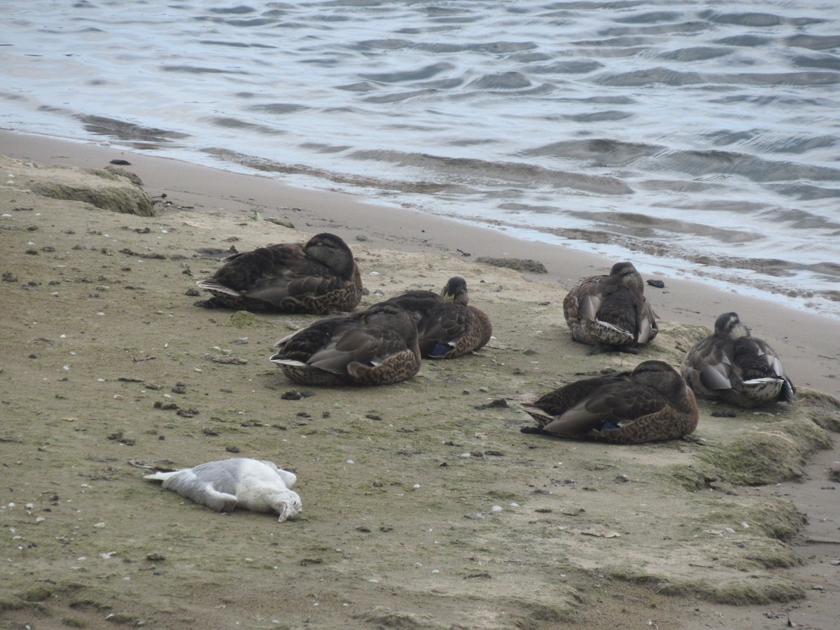 eBird Checklist - 12 Aug 2025 - Bender Park - 4 species