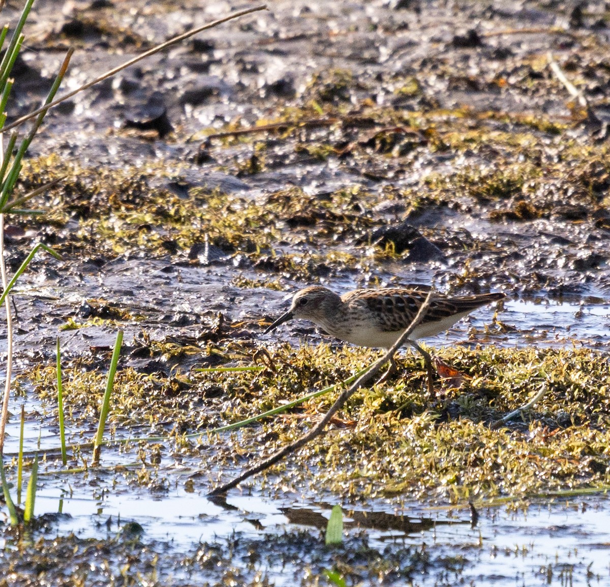 eBird Checklist - 12 Aug 2025 - Yellow Creek SP (IBA) - 8 species