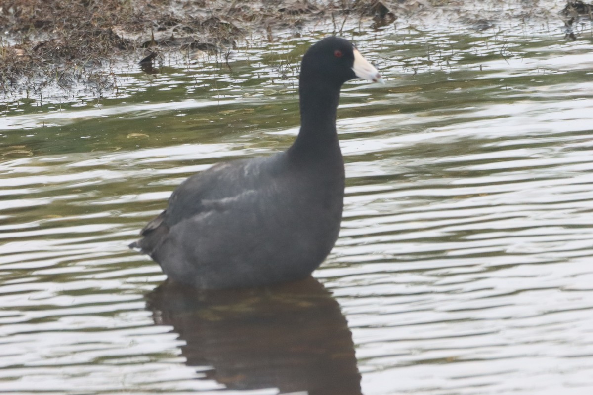 eBird Checklist - 13 Aug 2025 - **Back Bay NWR - 53 species