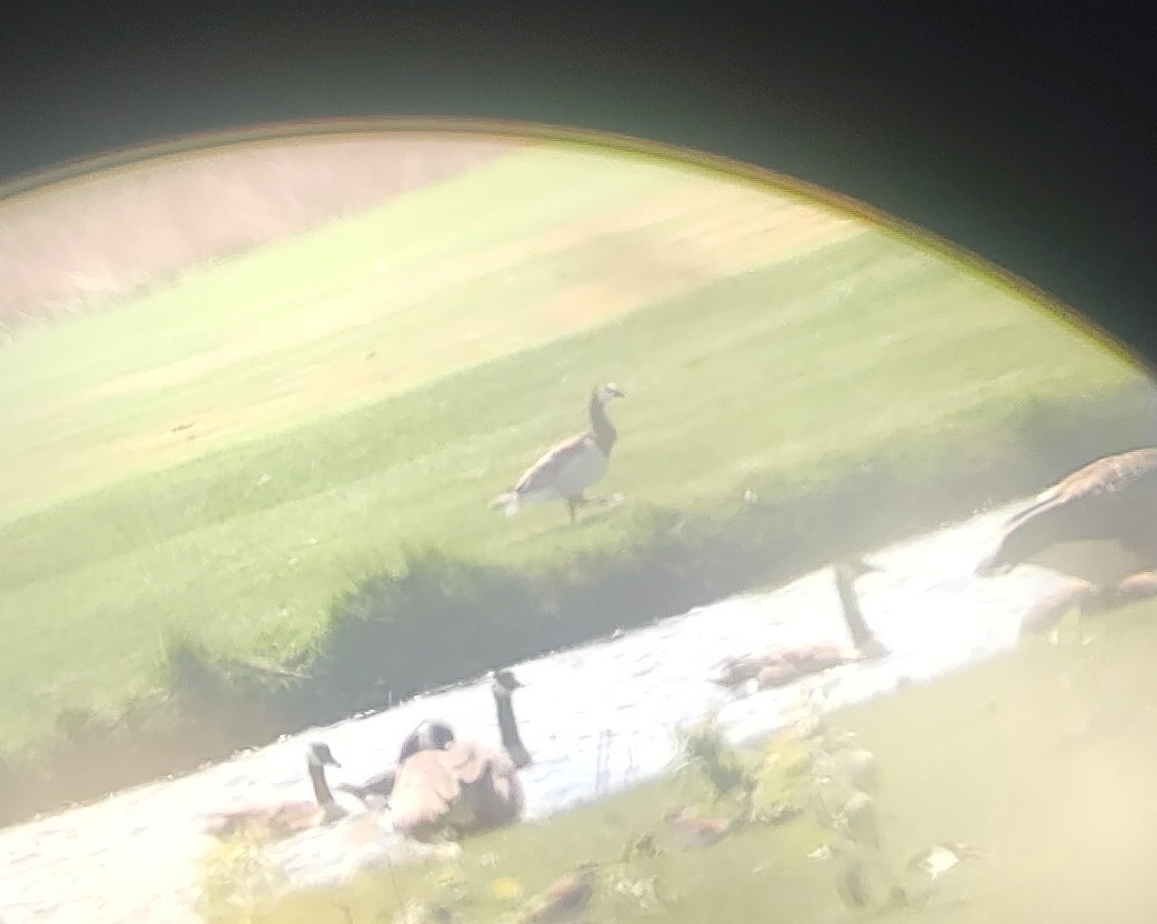 eBird Checklist - 13 Aug 2025 - Macatawa Legends Golf and Country Club ...