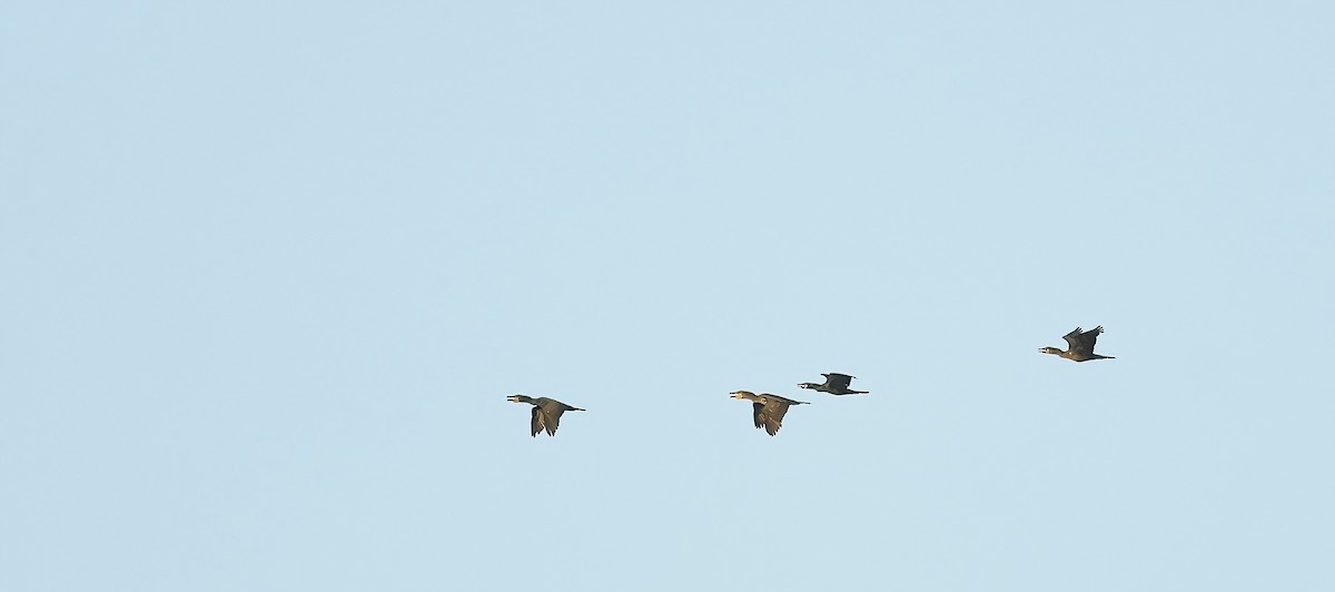 ML640239773 - Neotropic Cormorant - Macaulay Library