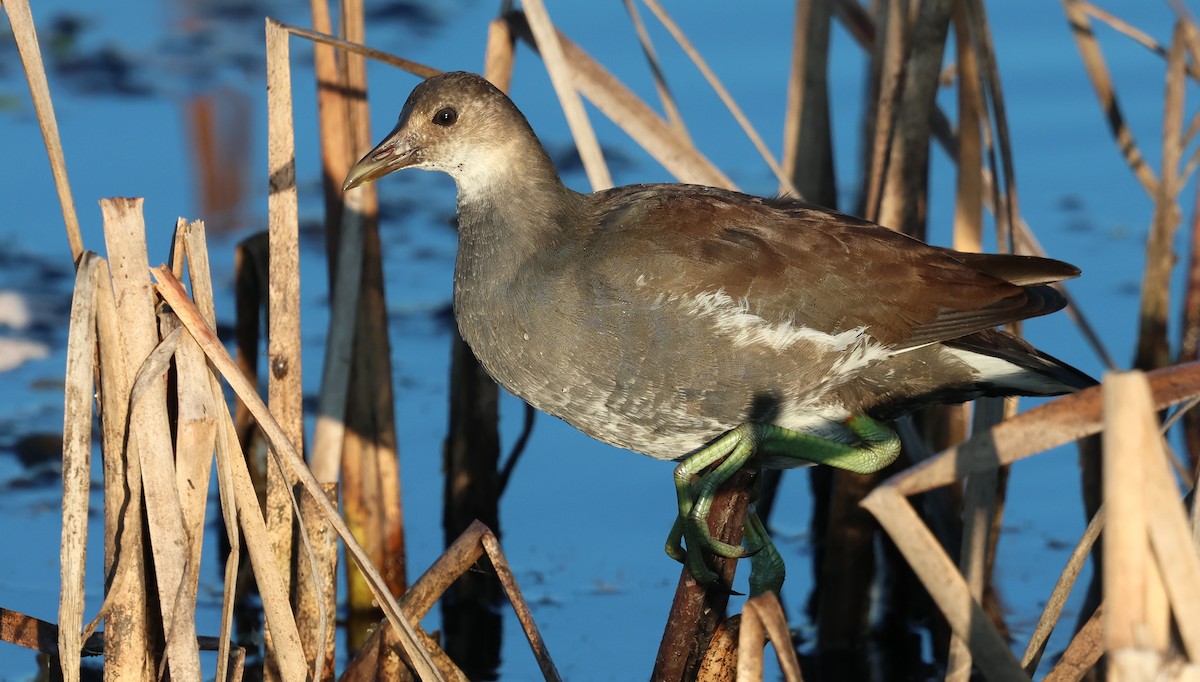 eBird Checklist - 9 Aug 2025 - Noxubee NWR (Noxubee Co.) (please ...