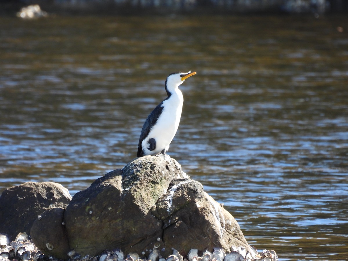 eBird Checklist - 13 Aug 2025 - Green Point Reserve - 18 species