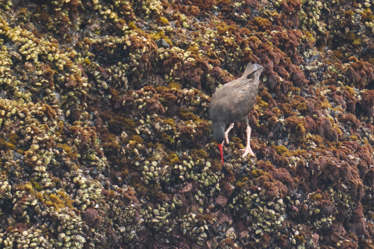 eBird Checklist - 7 Aug 2025 - Santa Barbara Island (SBA Co.) - 9 species