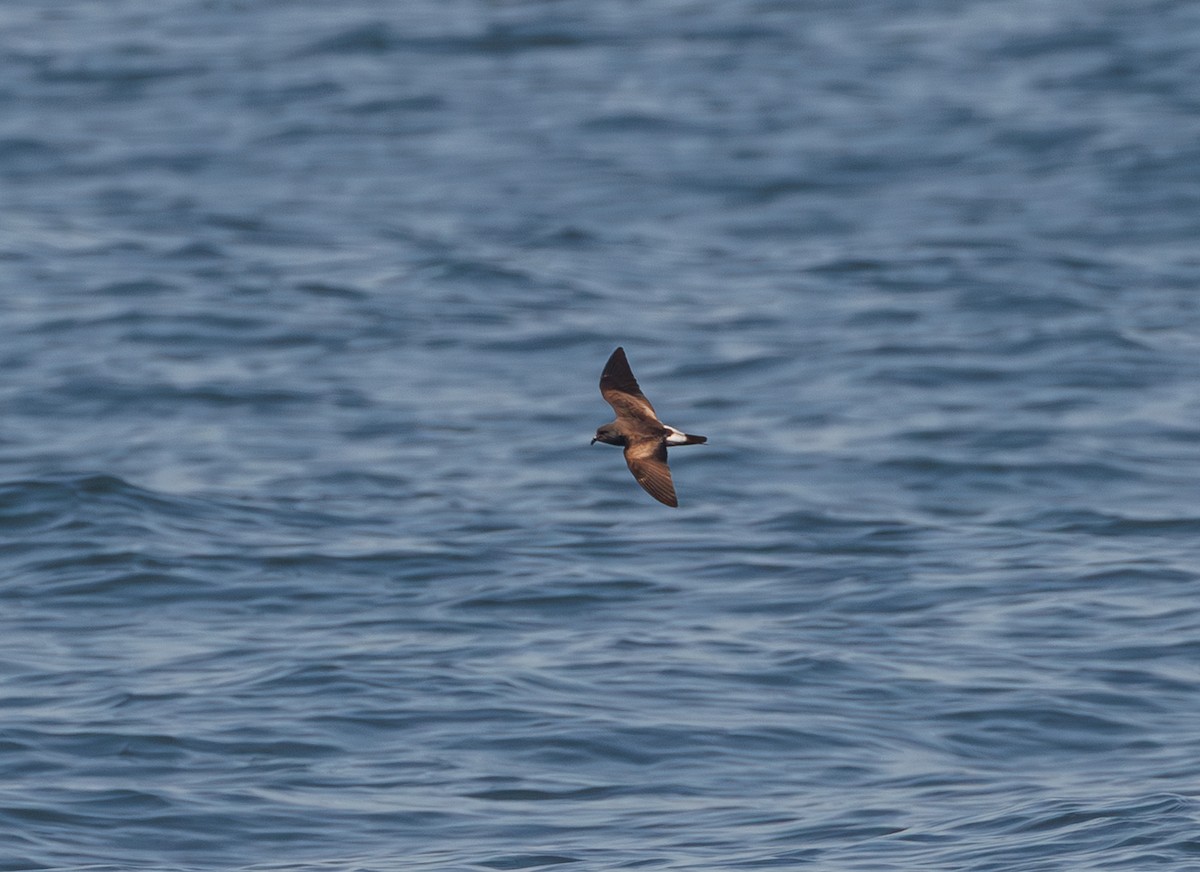 eBird Checklist - 7 Aug 2025 - Island Packers Leg 6/12. 7 August 2025 ...