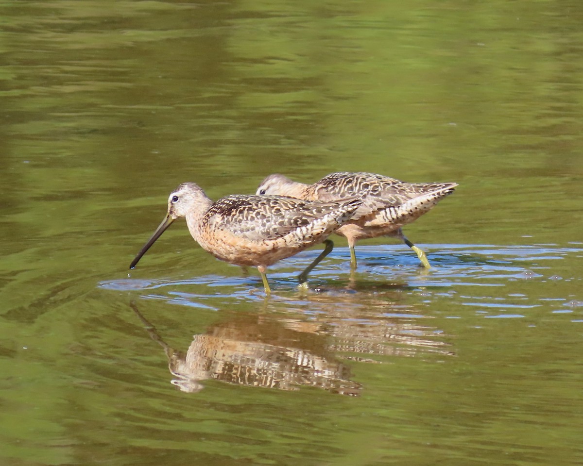 eBird Checklist - 13 Aug 2025 - Silver Bluff Audubon-Kathwood Ponds ...