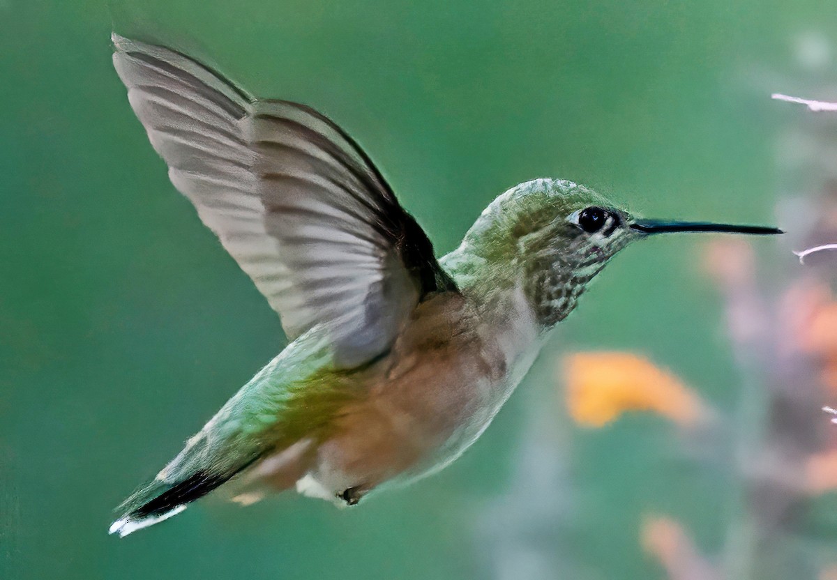 eBird Checklist - 14 Aug 2025 - Waneka Lake/Greenlee Preserve - 25 species
