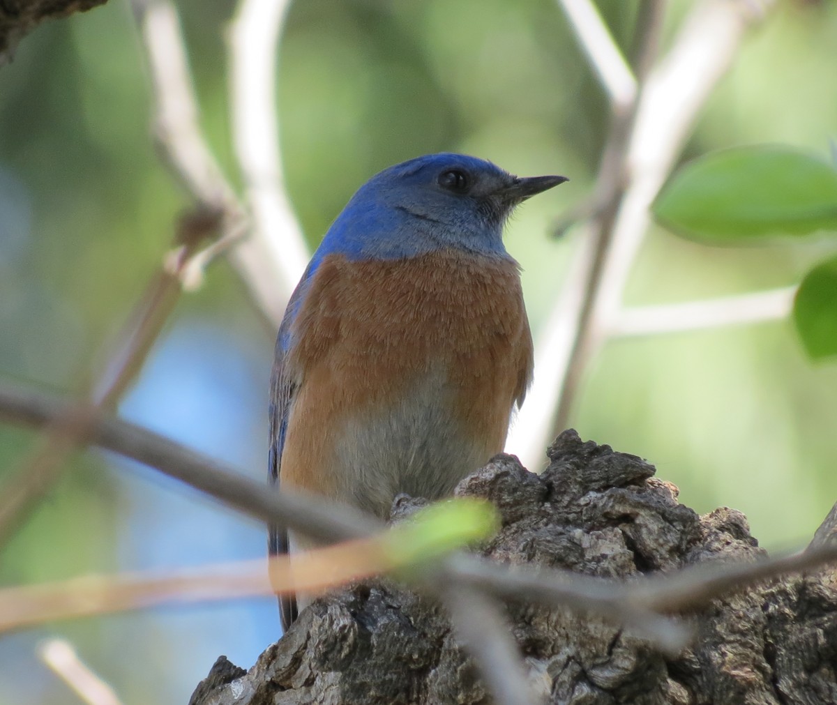 Wild Birds Unlimited Yorba Linda