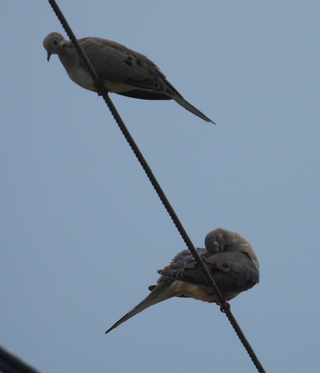 eBird Checklist - 14 Aug 2025 - My Backyard - 17 species