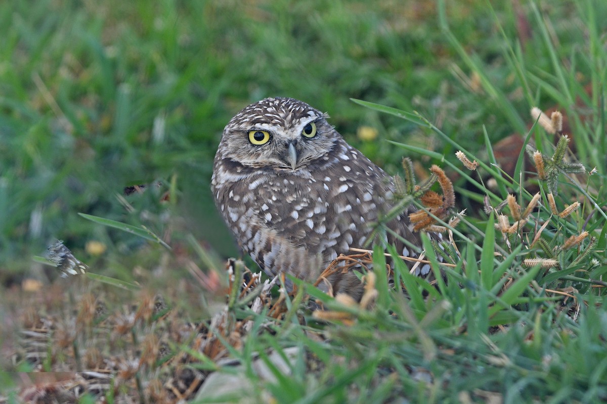 eBird Checklist - 14 Aug 2025 - 1920 Harborside Drive, Galveston, TX ...