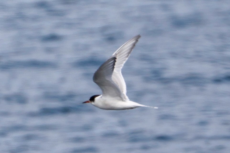 eBird Checklist - 14 Aug 2025 - Point Defiance Park--Dune Peninsula ...