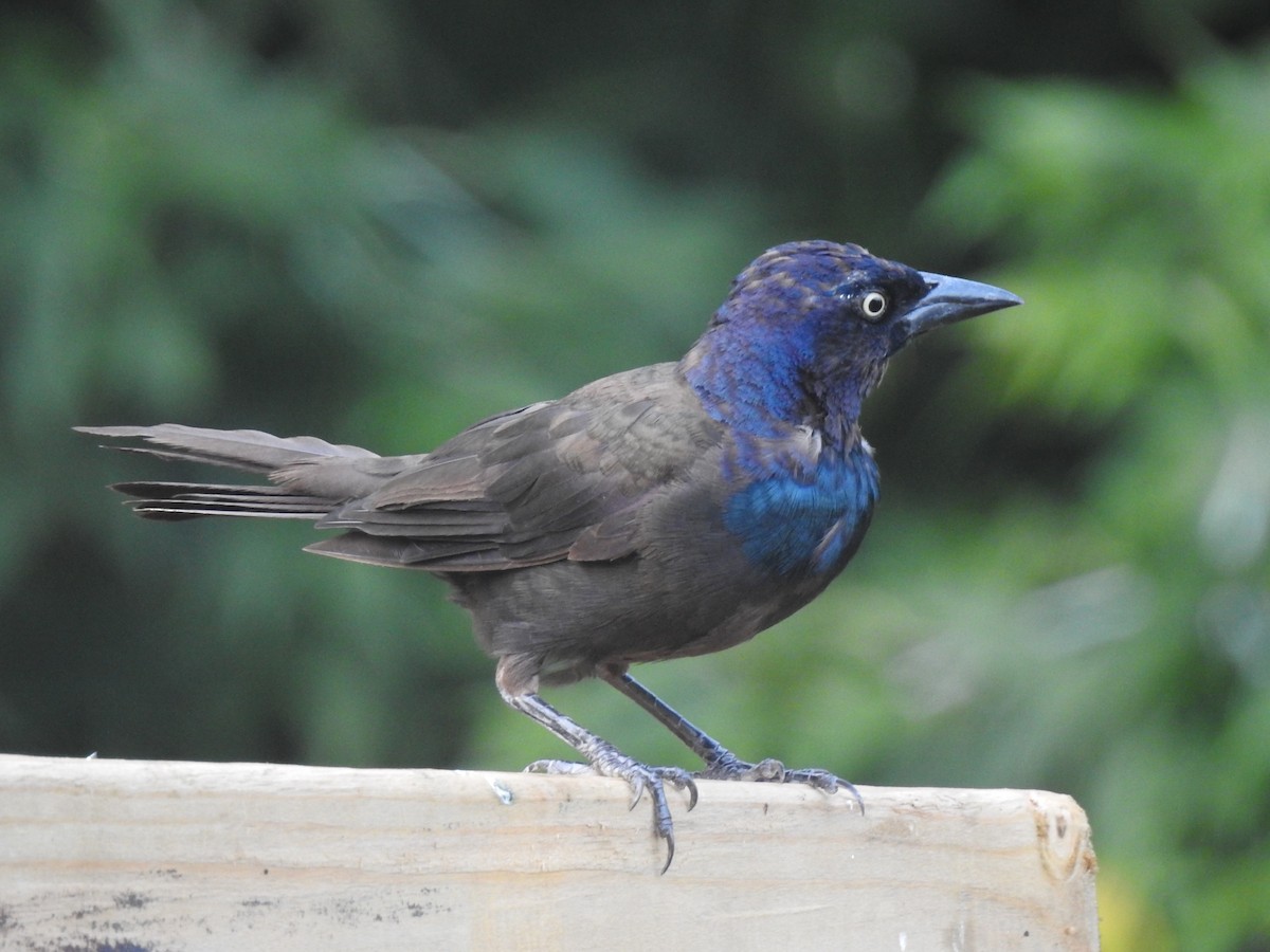 eBird Checklist - 14 Aug 2025 - 628 Radisson Avenue, Oshawa, Ontario ...