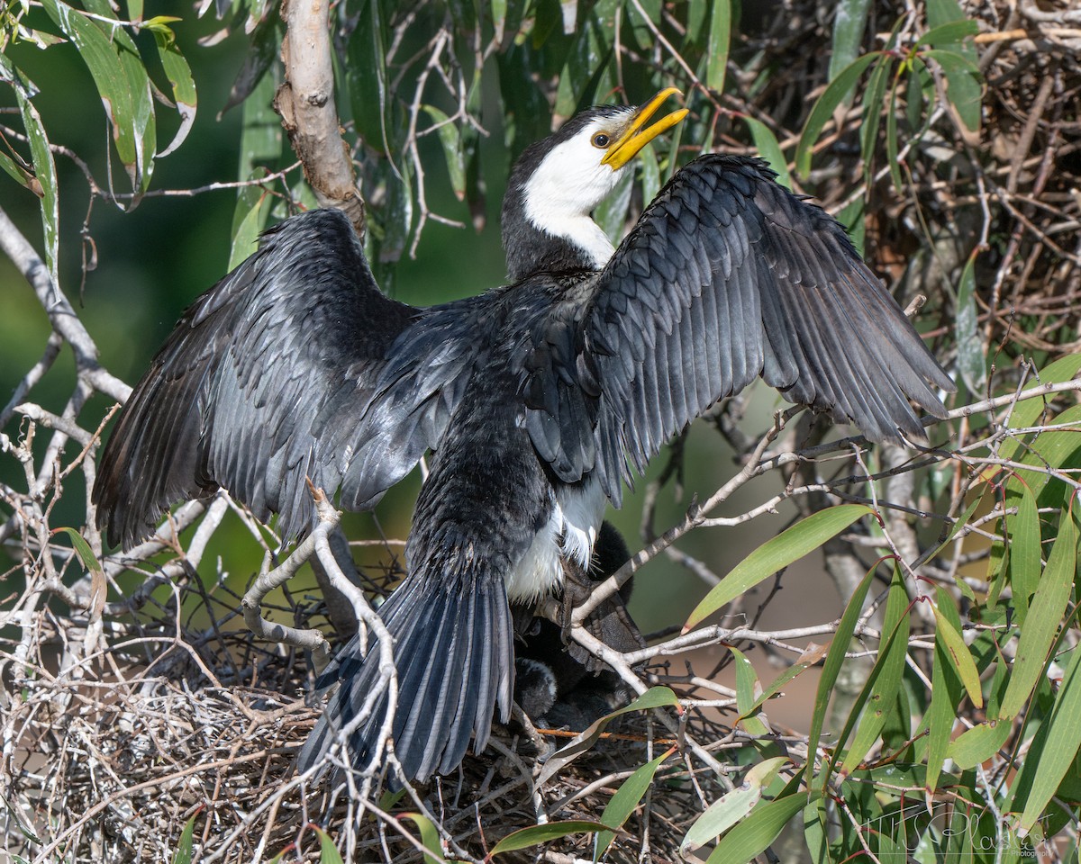 ML640297702 - Little Pied Cormorant - Macaulay Library