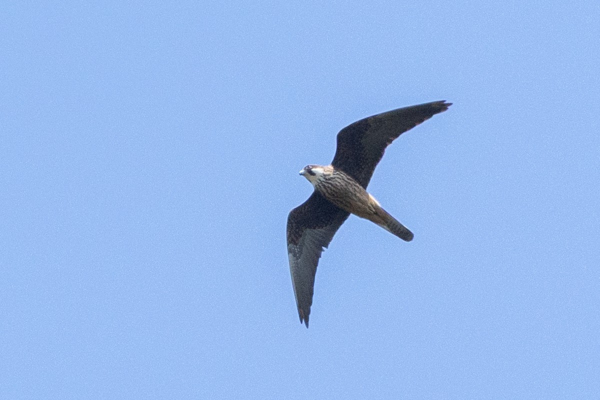 ML640310898 - Eleonora's Falcon - Macaulay Library