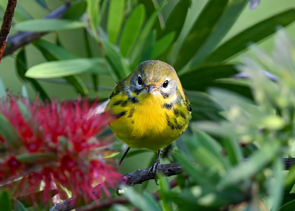 ML640312454 - Prairie Warbler - Macaulay Library