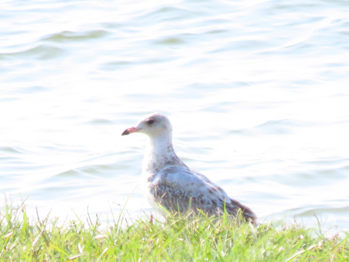 eBird Checklist - 15 Aug 2025 - Blue Marsh Lake SRA--Dry Brooks Day Use ...