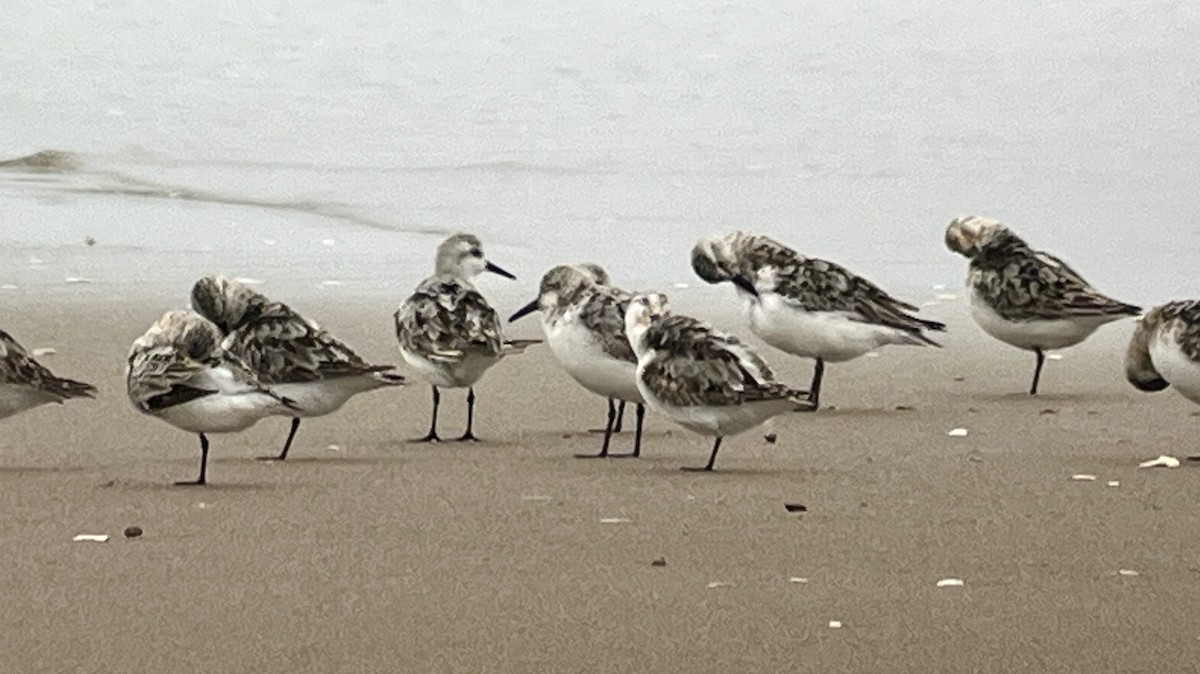 eBird Checklist - 15 Aug 2025 - North Spit--old Weyco Settling Pond ...