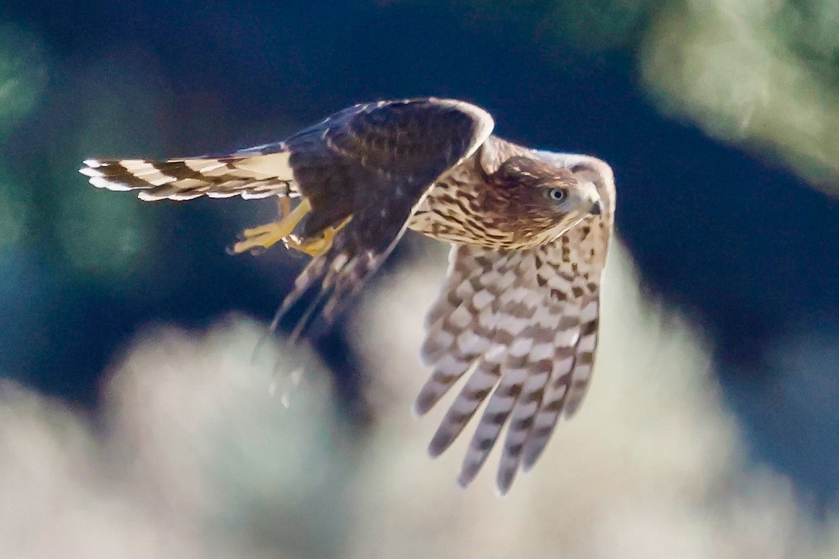 eBird Checklist - 15 Aug 2025 - Carson River Park/Silver Saddle Ranch ...