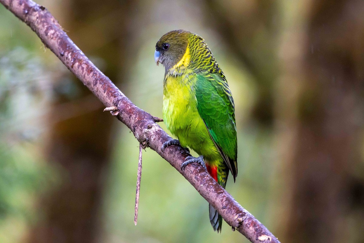 eBird Checklist - 27 Jul 2025 - Kumul Lodge - 5 species