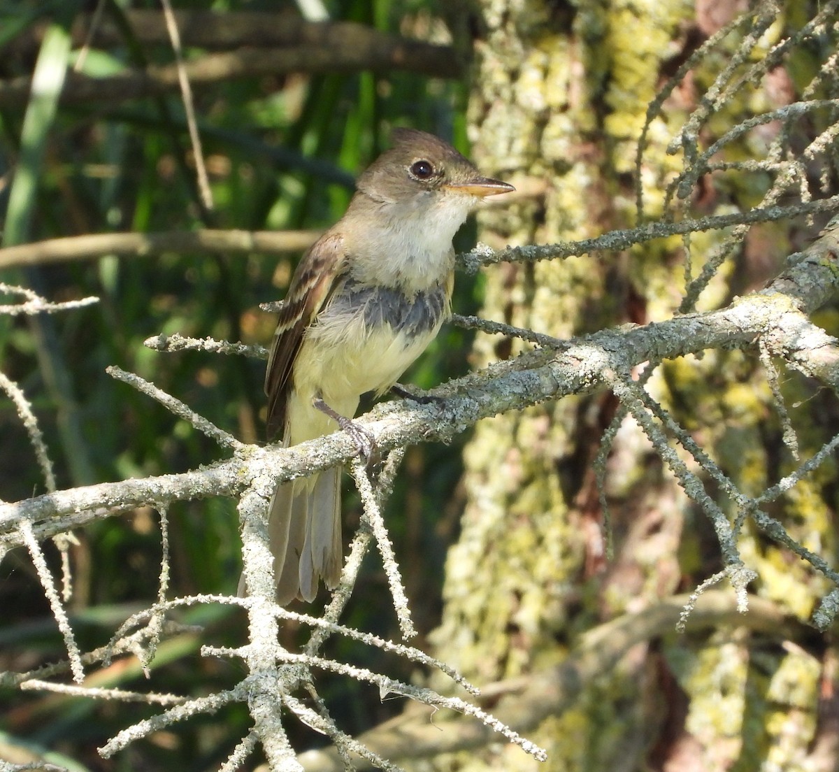 eBird Checklist - 15 Aug 2025 - Forest Lawn Landfill (restricted access ...