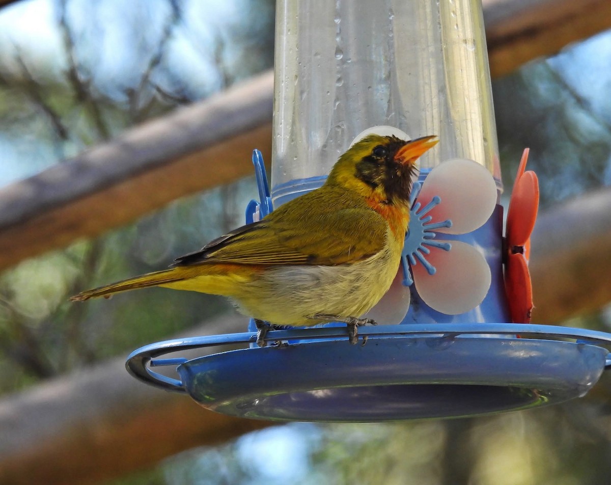 eBird Checklist - 10 Aug 2025 - Solís norte - 3 species