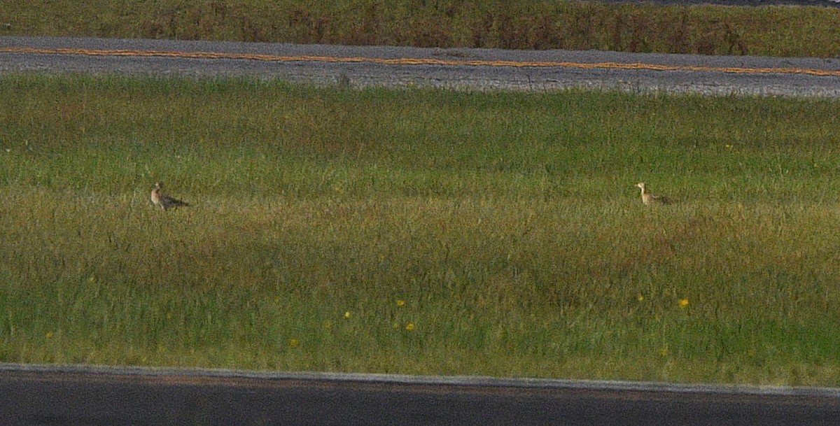 eBird Checklist - 15 Aug 2025 - Dare County Regional Airport, UPS ...