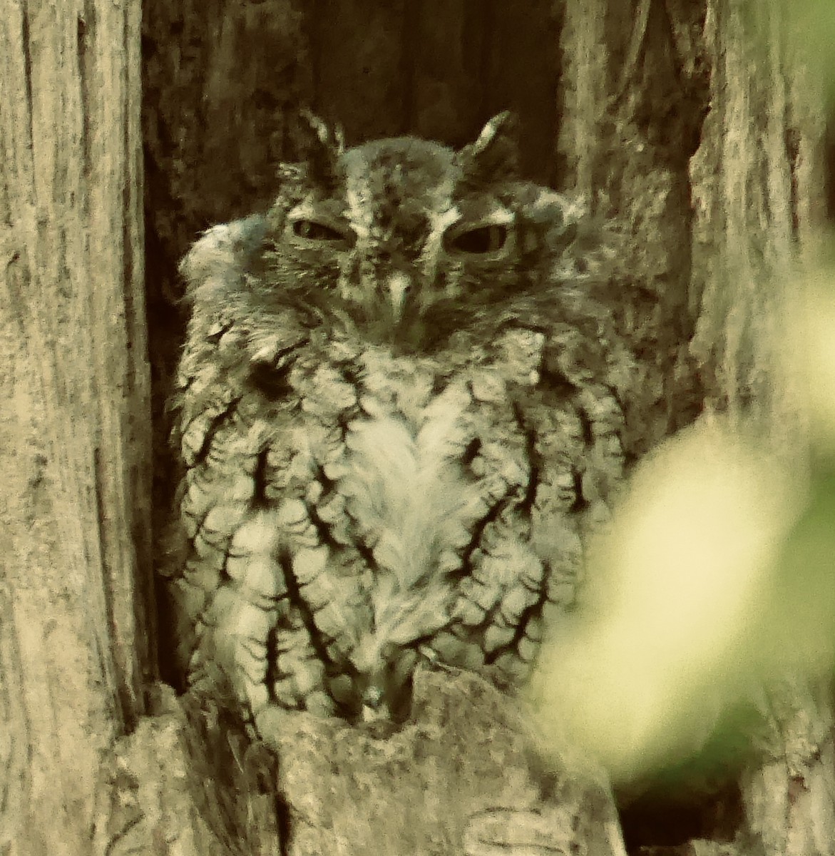 eBird Checklist - 15 Aug 2025 - Parc Angrignon - 35 species