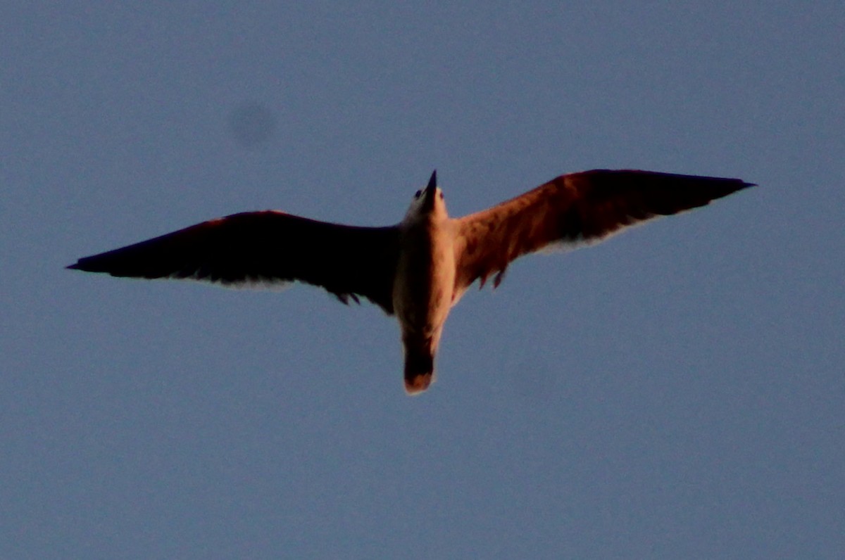 eBird Checklist - 15 Aug 2025 - Perico Preserve - 30 species